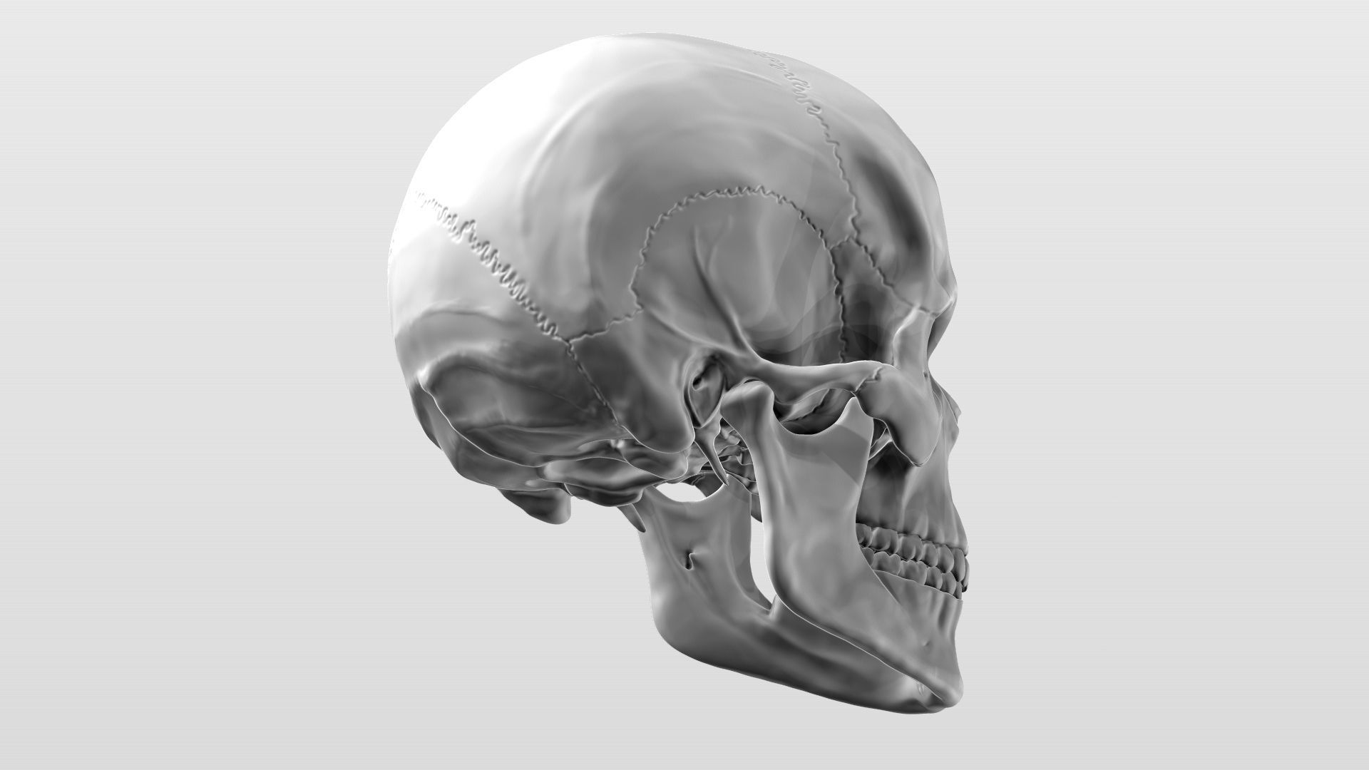 3D Detailed High Poly Human Skull 3D model | CGTrader