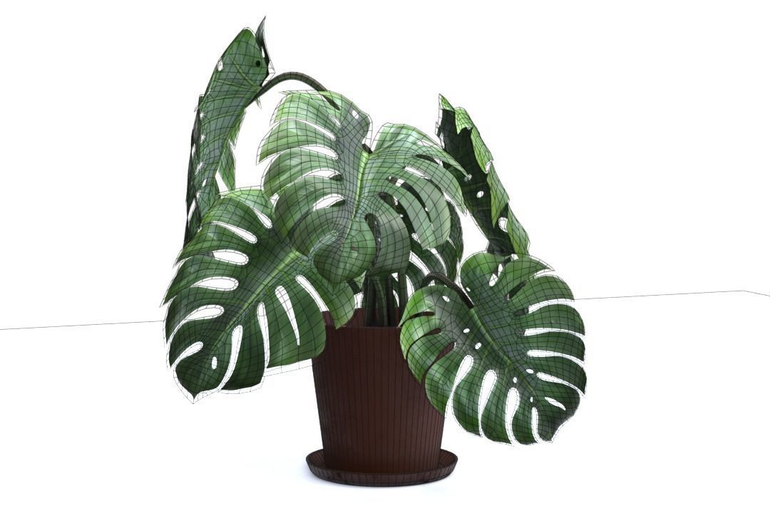 3D model Tropical House Plants Pack - Monstera M01 VR / AR / low-poly ...