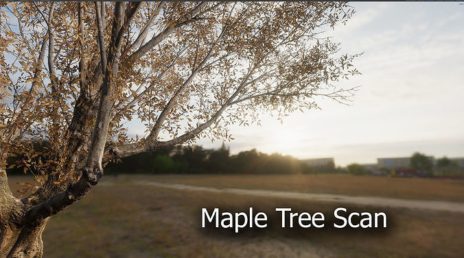 3D model Maple Tree Shrubs Scan VR / AR / low-poly | CGTrader