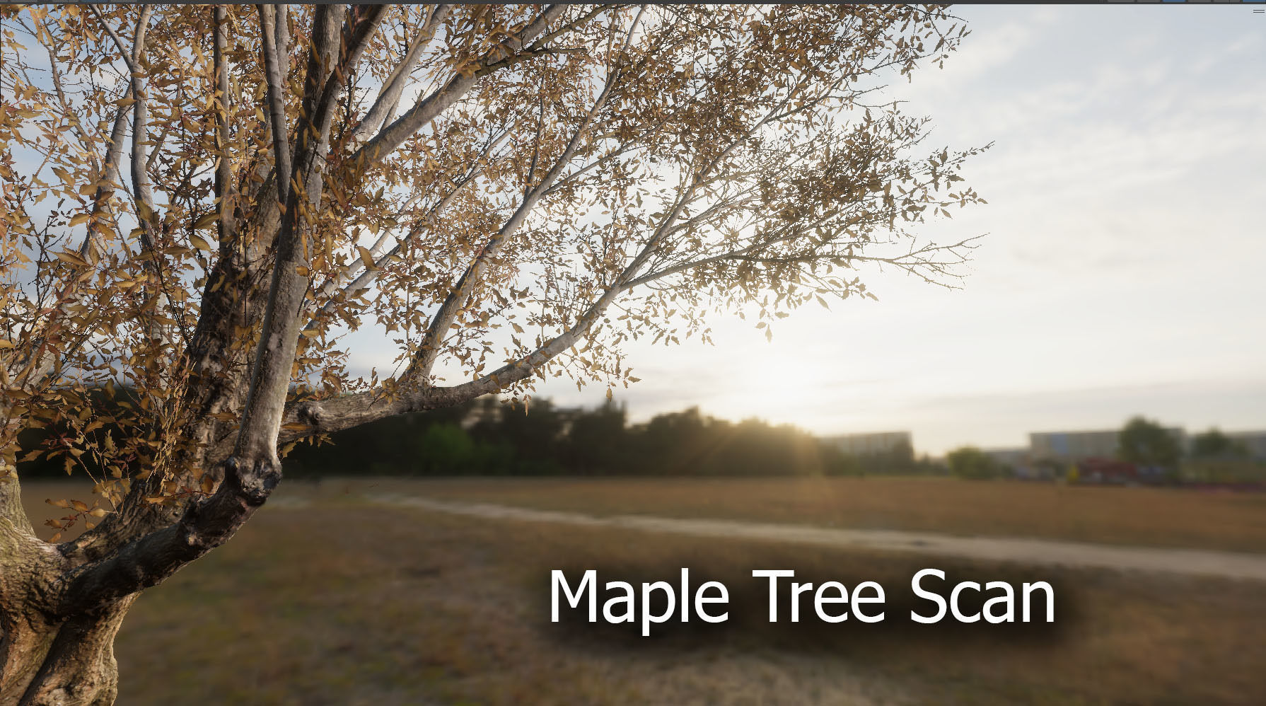 3D model Maple Tree Shrubs Scan VR / AR / low-poly | CGTrader
