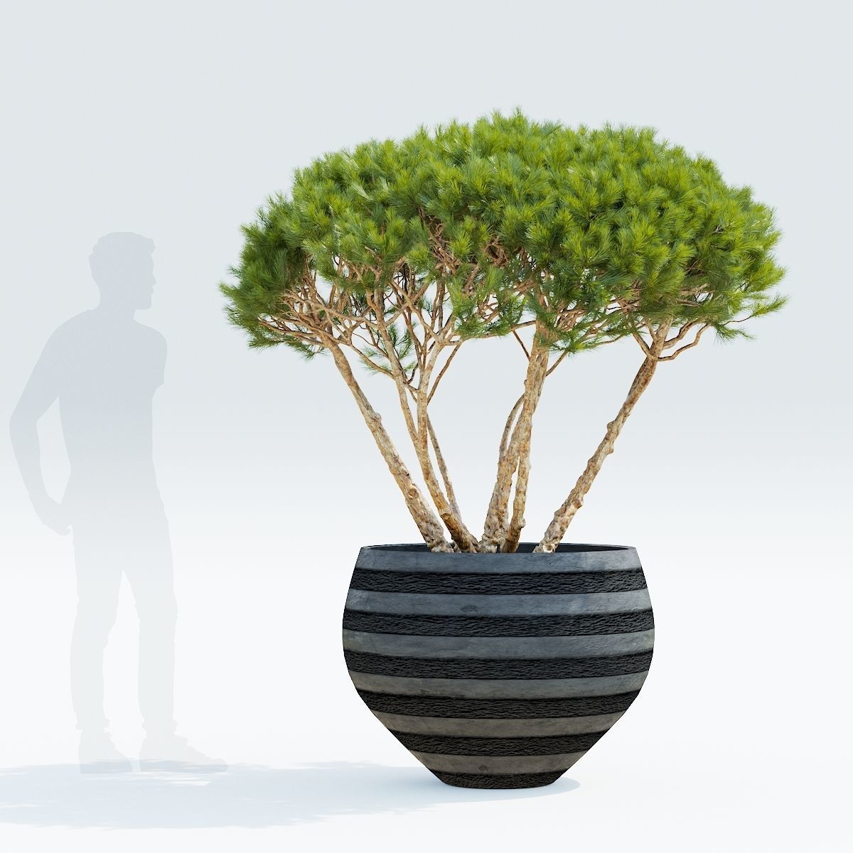 Pinus Mugo Planter 3D model | CGTrader