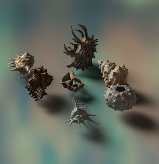 sea shells 3D model | CGTrader