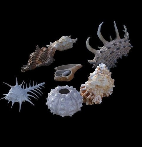sea shells 3D model | CGTrader