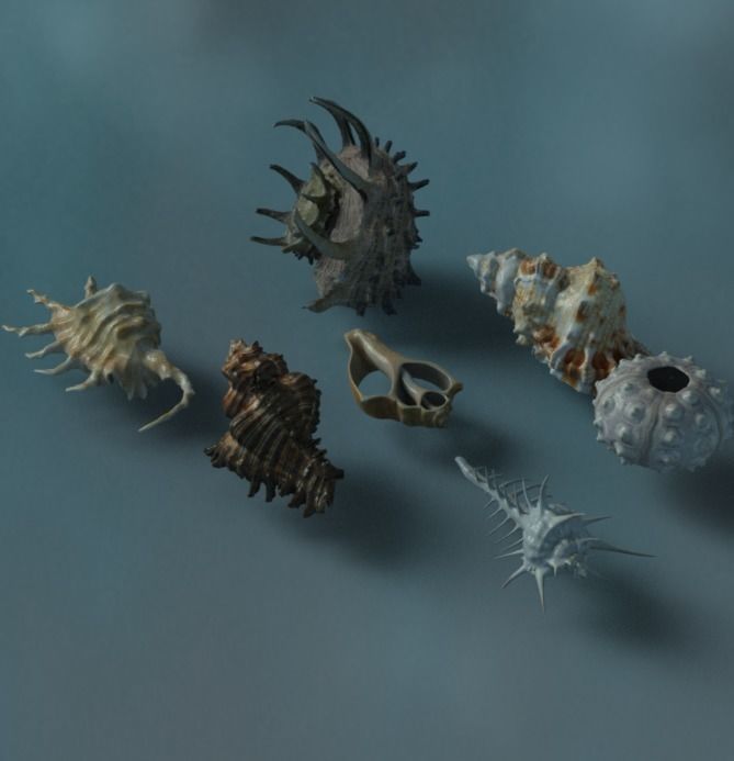 sea shells 3D model | CGTrader