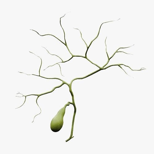 3D model Gallbladder Anatomy VR / AR / low-poly | CGTrader