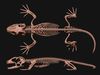 Gecko Skeleton DYS kit 3D model 3D printable | CGTrader