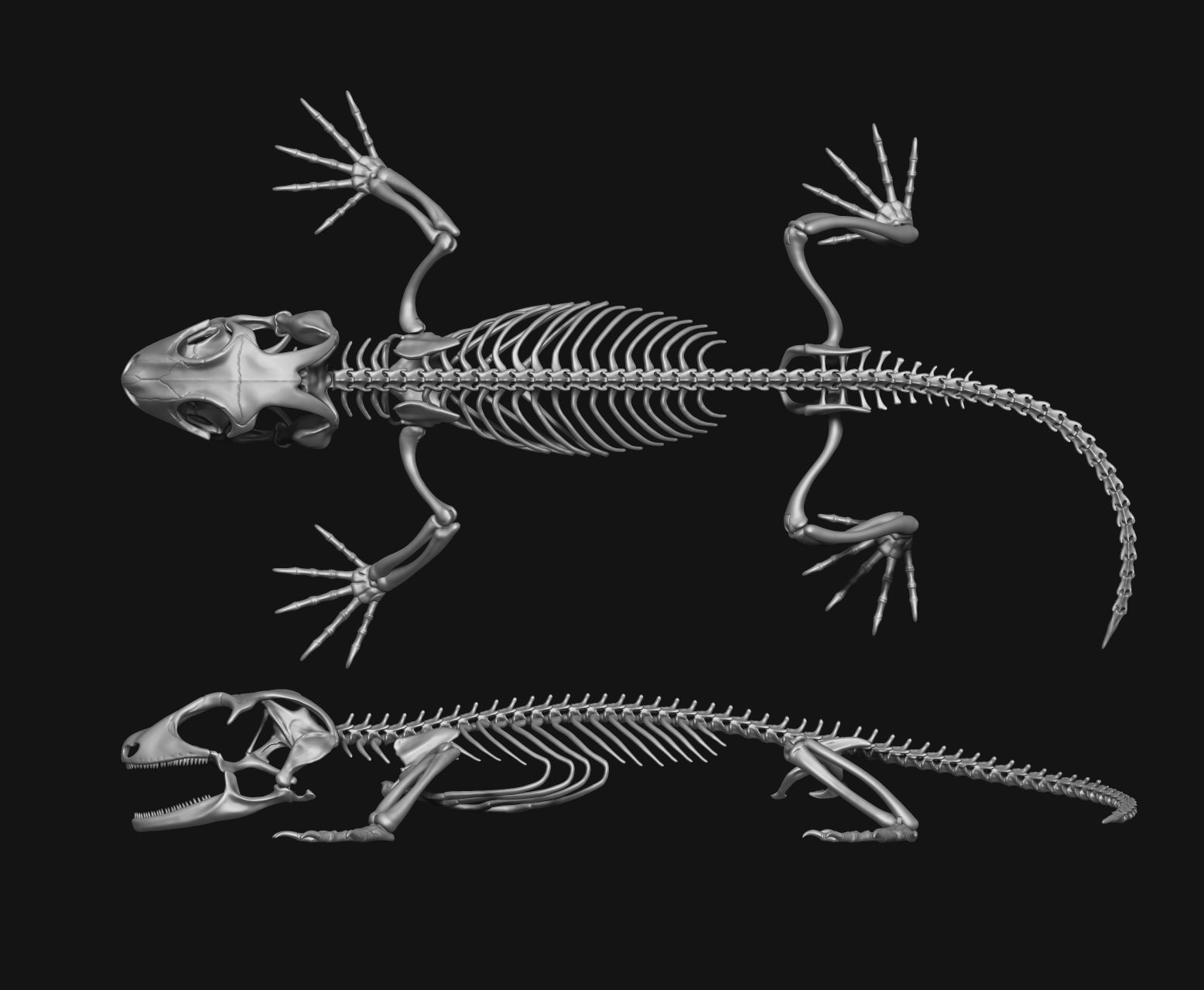 Gecko Skeleton DYS kit 3D model 3D printable | CGTrader