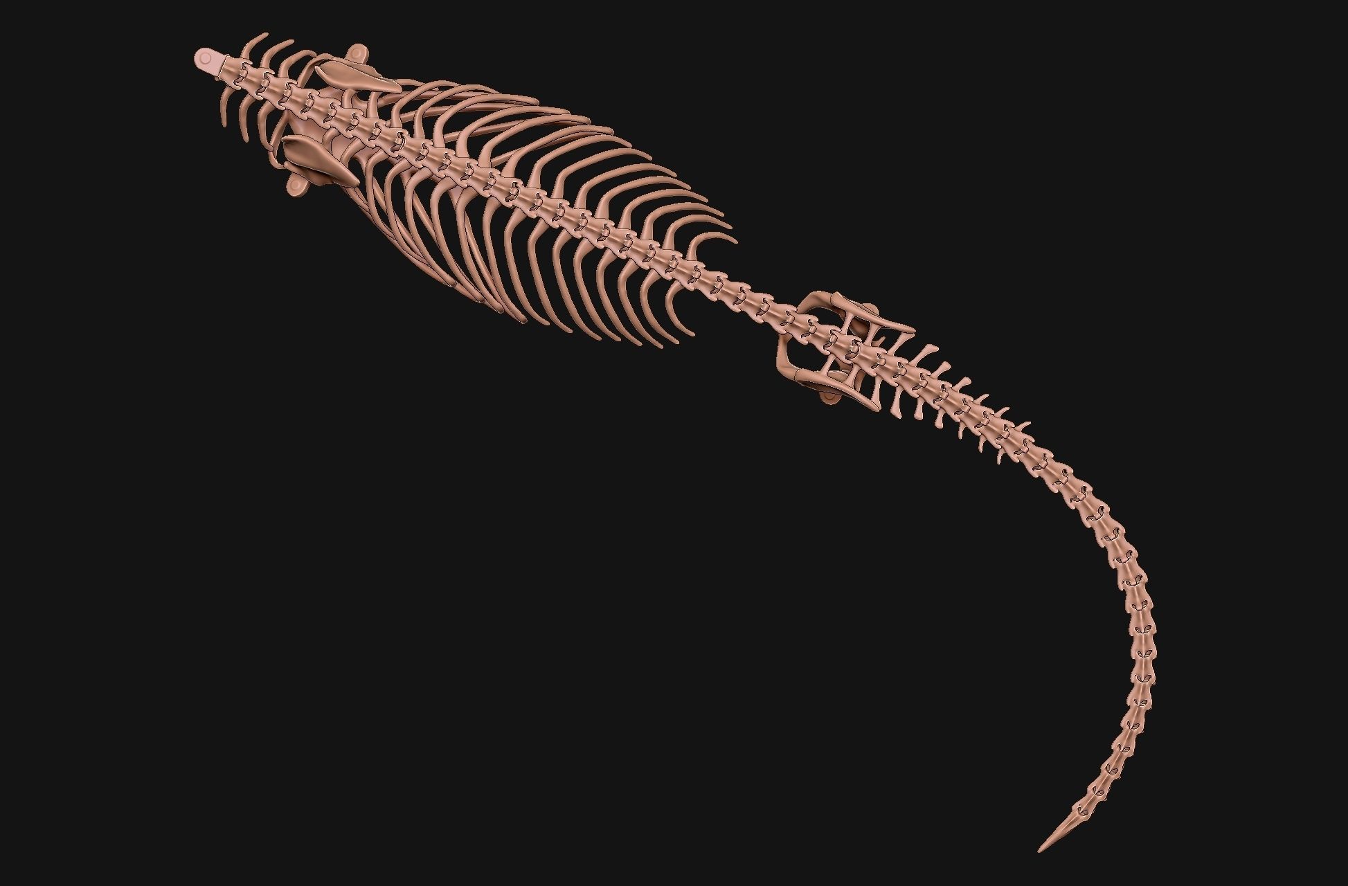 Gecko Skeleton DYS kit 3D model 3D printable | CGTrader