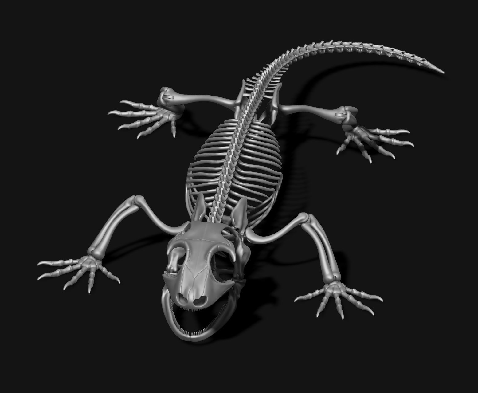Gecko Skeleton DYS kit 3D model 3D printable | CGTrader