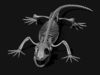 Gecko Skeleton DYS kit 3D model 3D printable | CGTrader