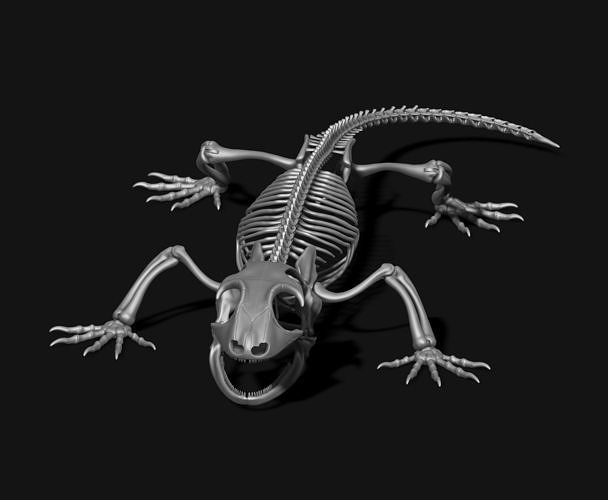 Gecko Skeleton DYS kit 3D model 3D printable | CGTrader