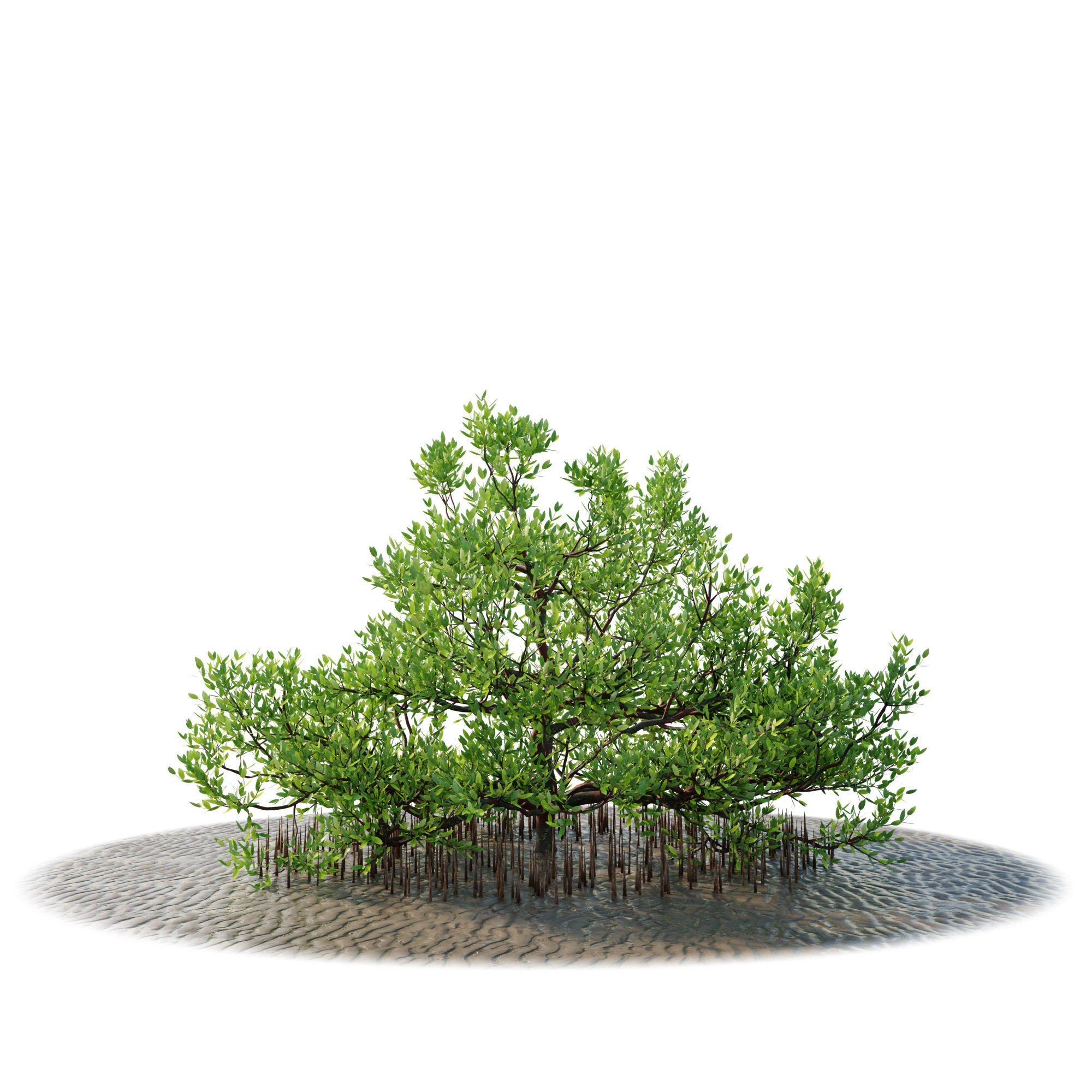 3D model Mangrove - Pidada Merah - Berembang - Sonneratia caseolaris VR ...