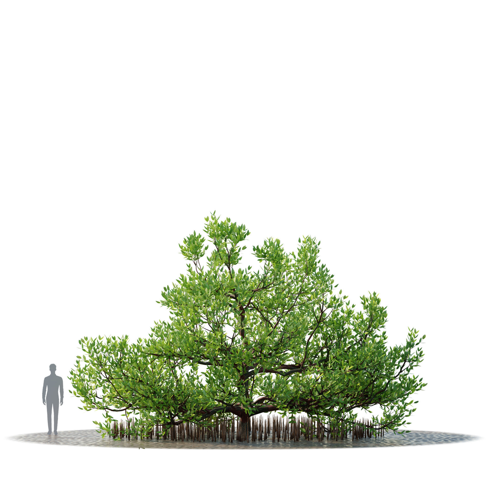 3D model Mangrove - Pidada Merah - Berembang - Sonneratia caseolaris VR ...