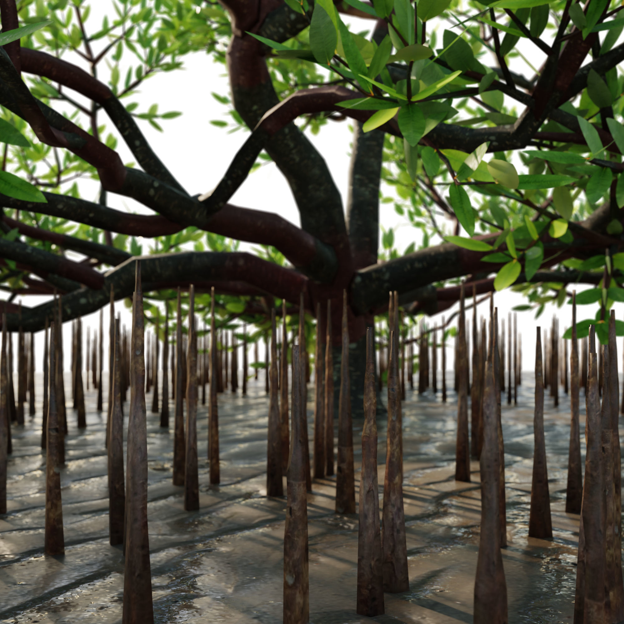3D model Mangrove - Pidada Merah - Berembang - Sonneratia caseolaris VR ...