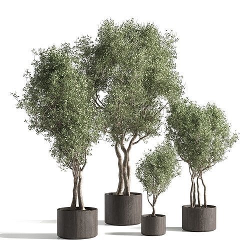 Tree Plant 3D model | CGTrader