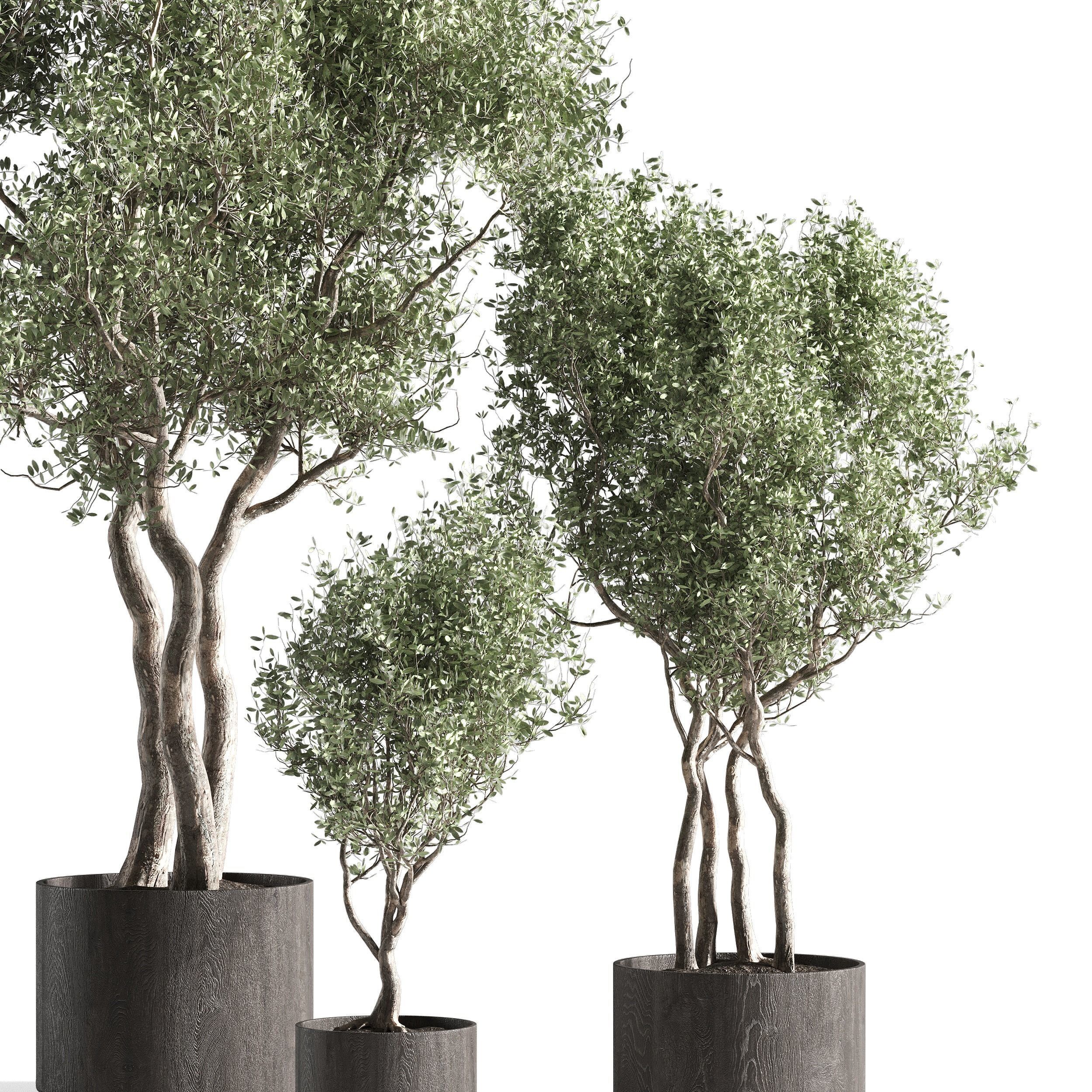 Tree Plant 3D model | CGTrader
