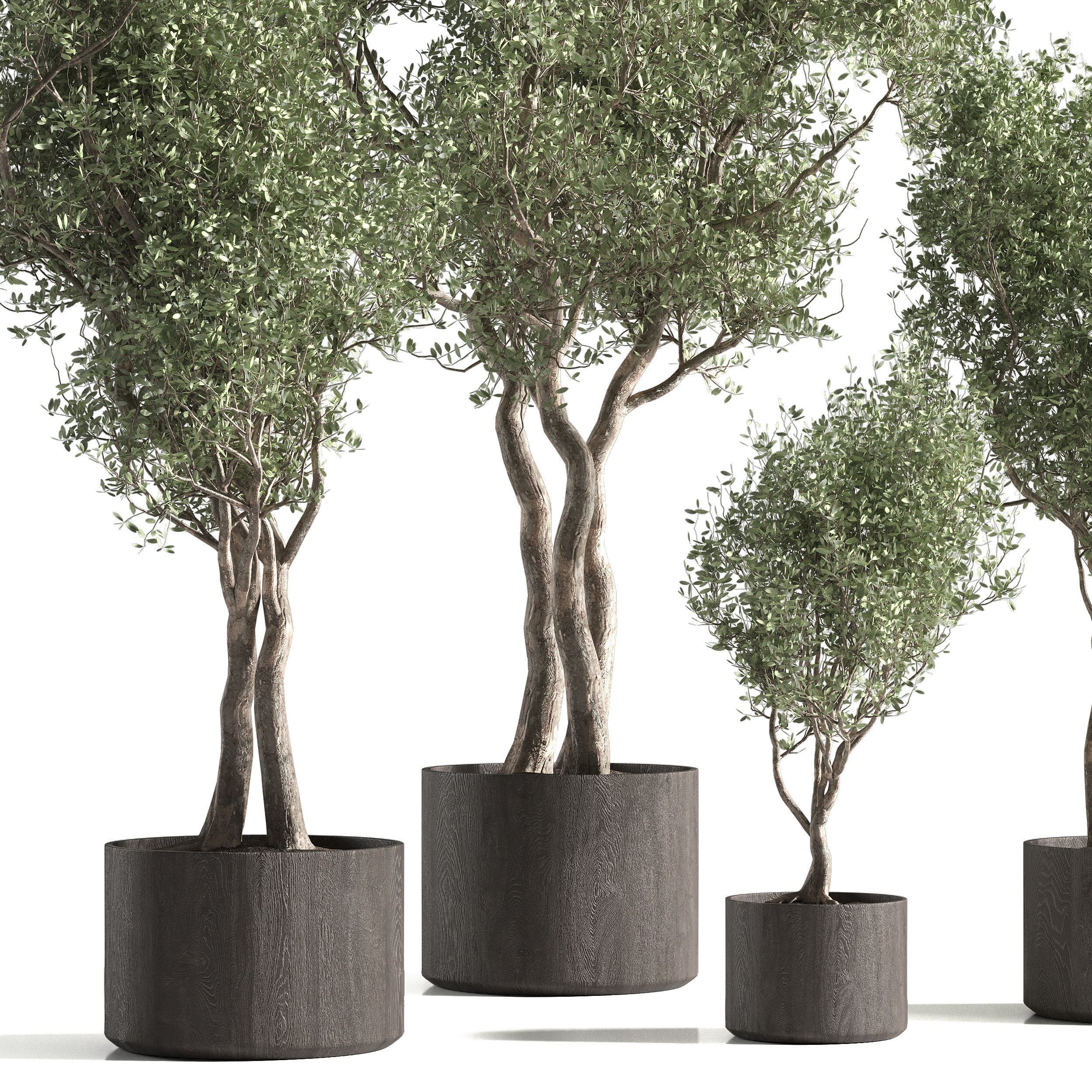 Tree Plant 3D model | CGTrader