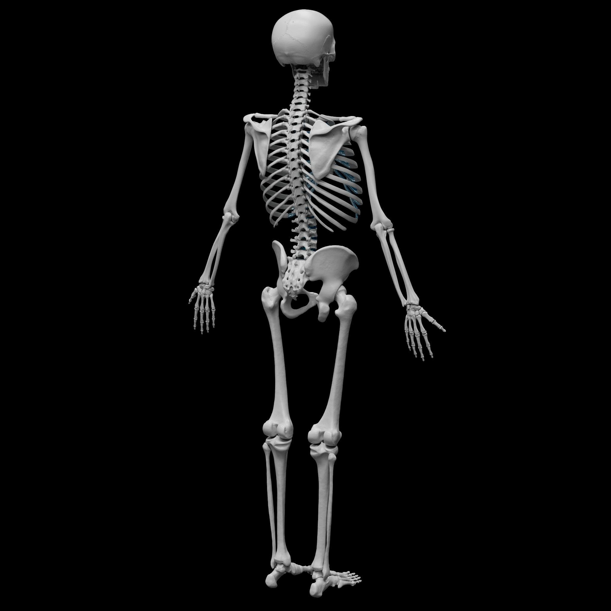 Skeleton - Skeletal System - 3D Printing 3D model 3D printable | CGTrader