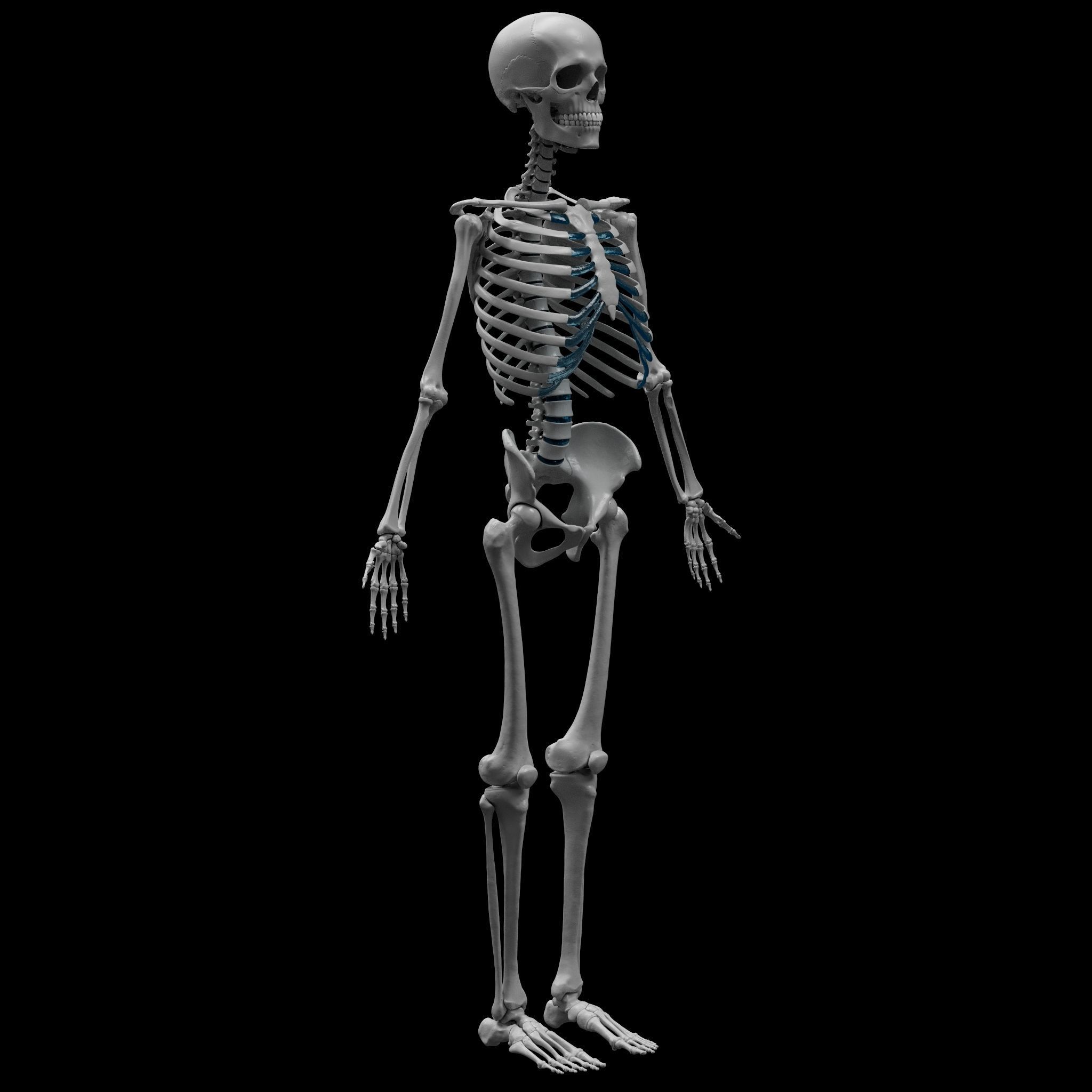 Skeleton - Skeletal System - 3D Printing 3D model 3D printable | CGTrader