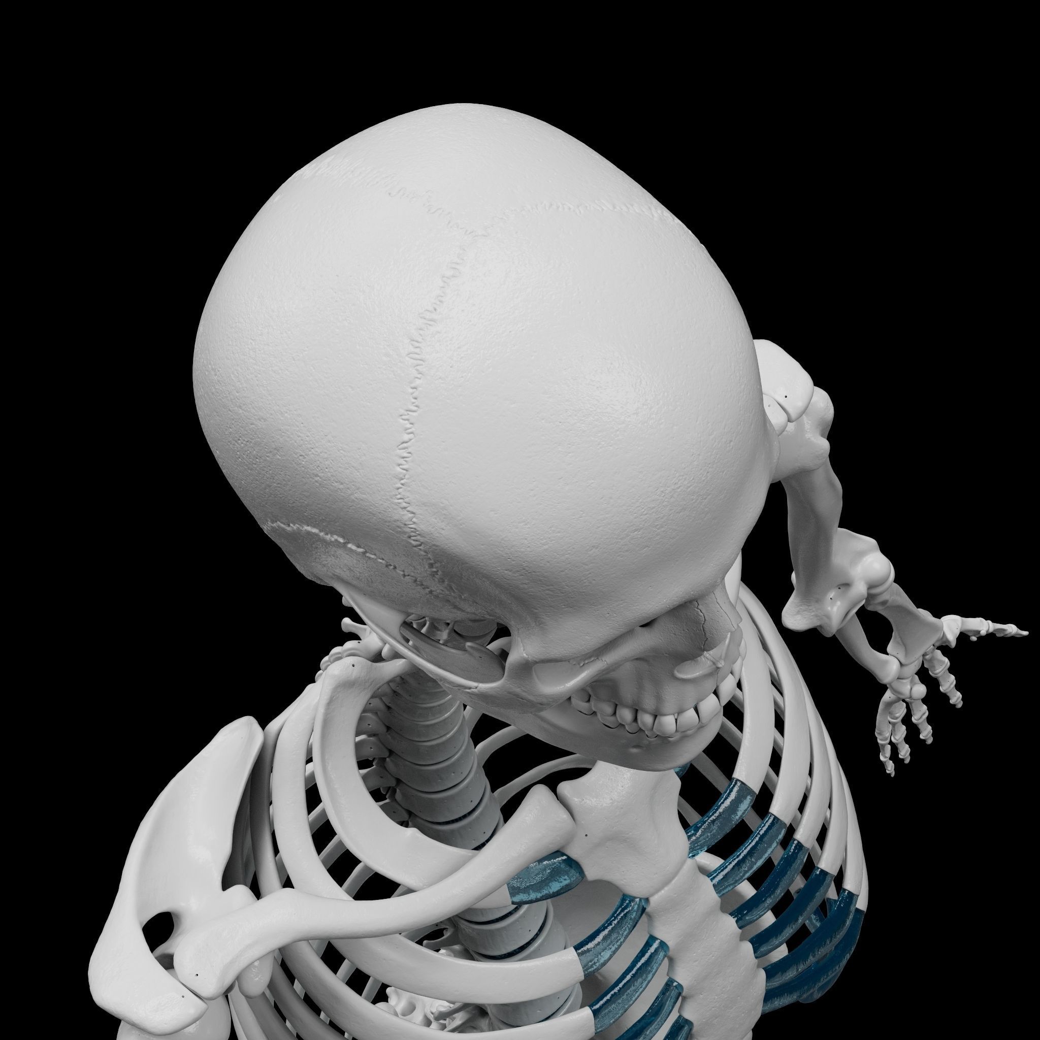 Skeleton - Skeletal System - 3D Printing 3D model 3D printable | CGTrader
