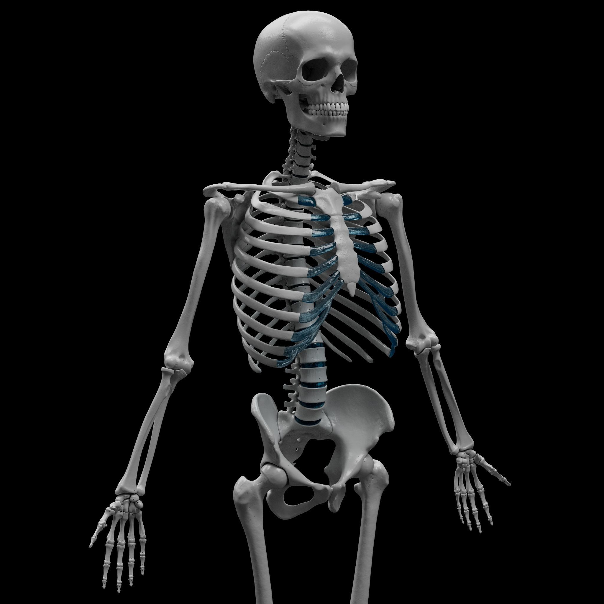 Skeleton - Skeletal System - 3D Printing 3D model 3D printable | CGTrader