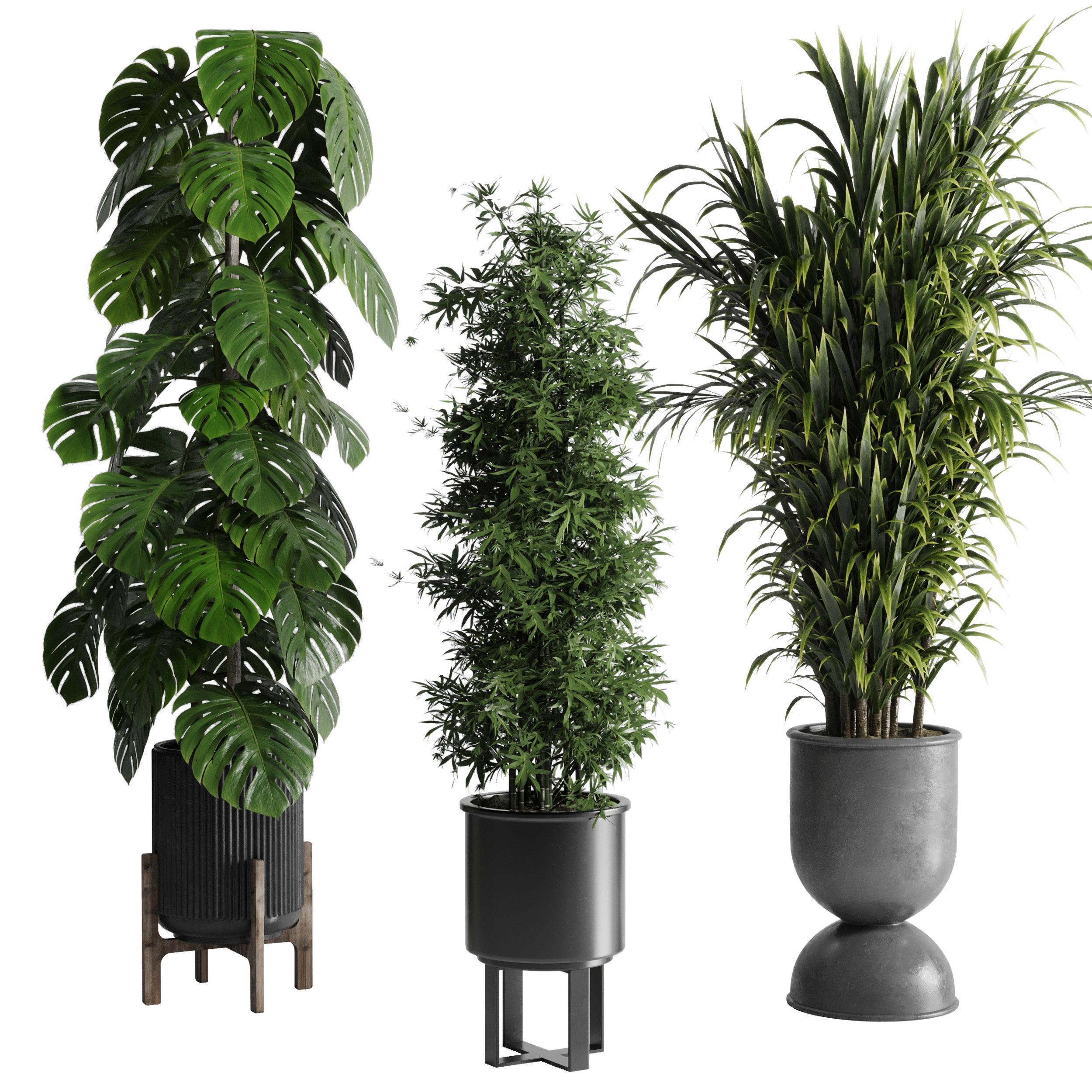 3D model indoor plant set 345 ravenala bamboo monstera palm concrete ...