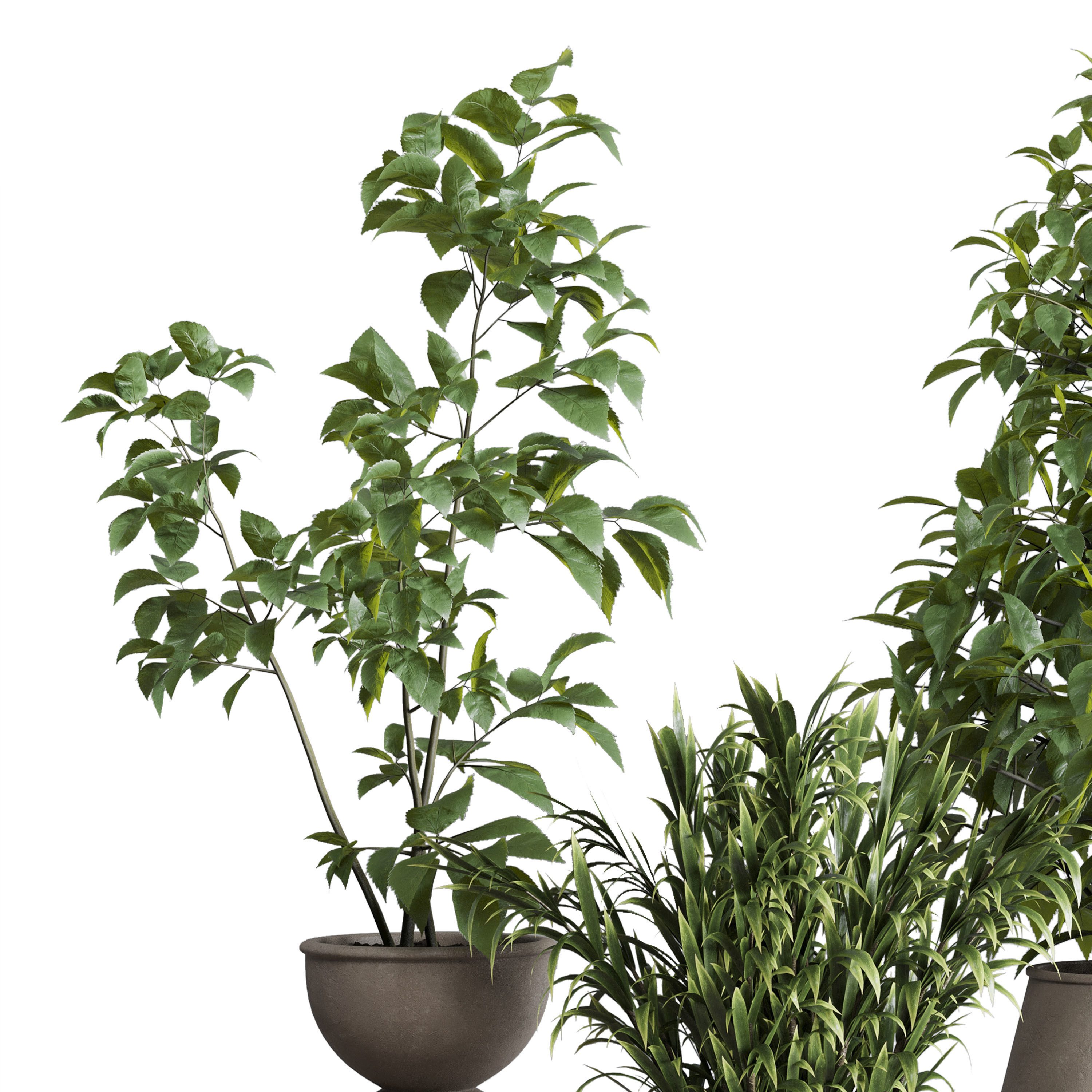 3D model indoor plant set 344 ficus palm concrete dirty vase VR / AR ...