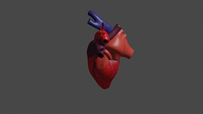 3D model Anatomical model of the human heart VR / AR / low-poly | CGTrader