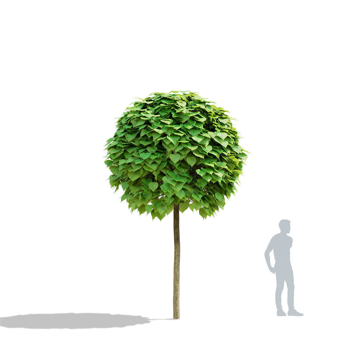 Catalpa bignonioides Nana 3D model | CGTrader