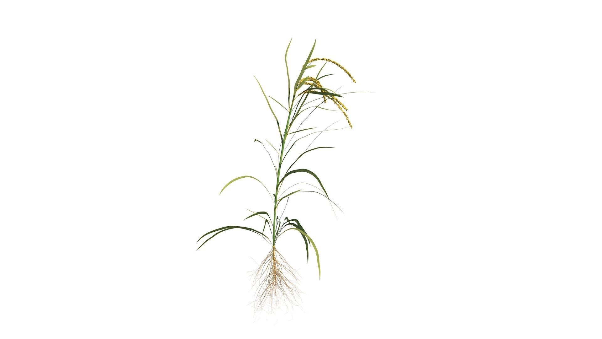 Rice growth animation 3D model animated rigged | CGTrader