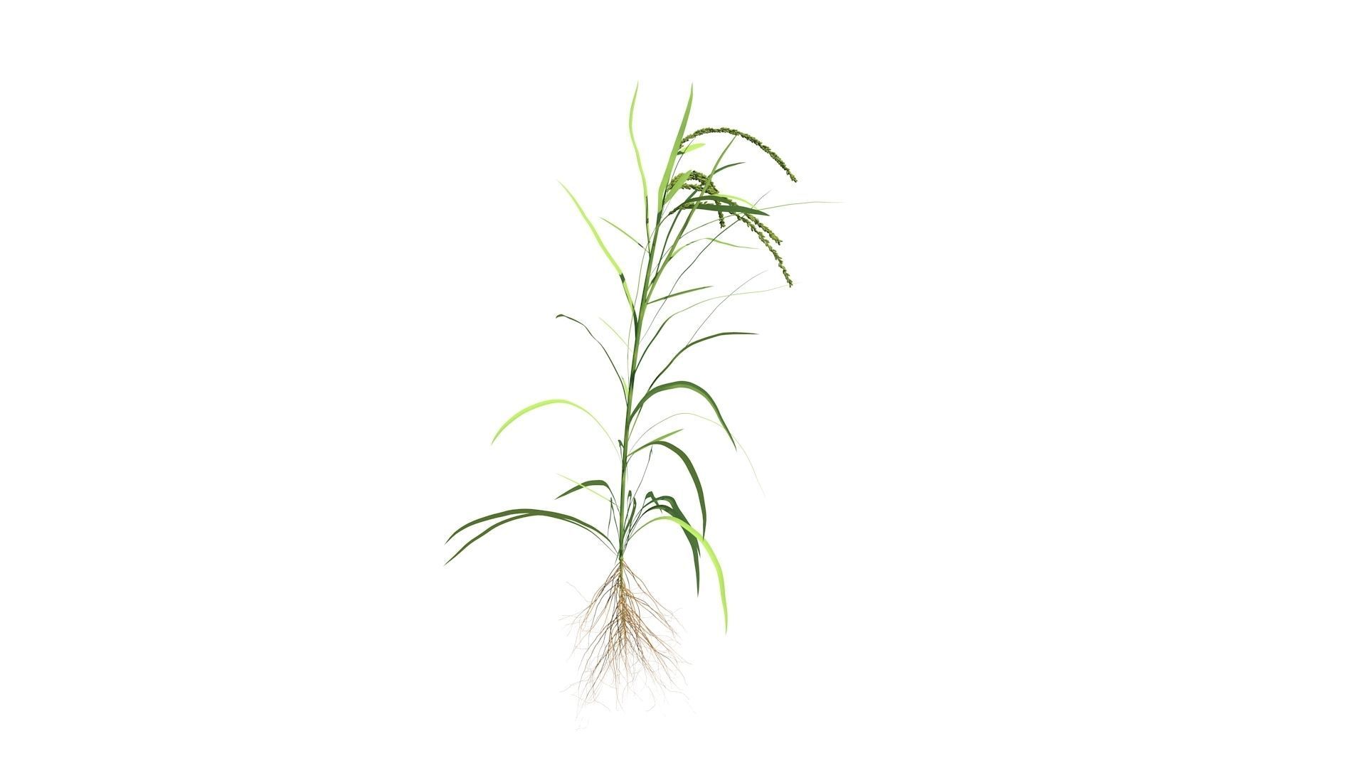 Rice growth animation 3D model animated rigged | CGTrader