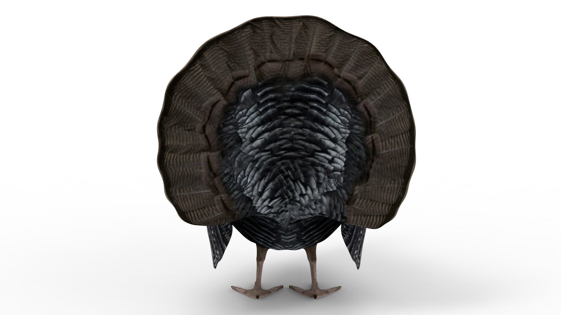 Wild Turkey 3D model | CGTrader