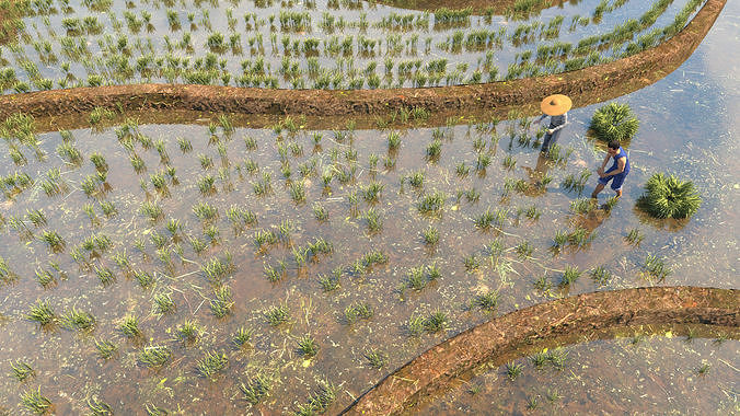 grow rice 3D model animated rigged | CGTrader