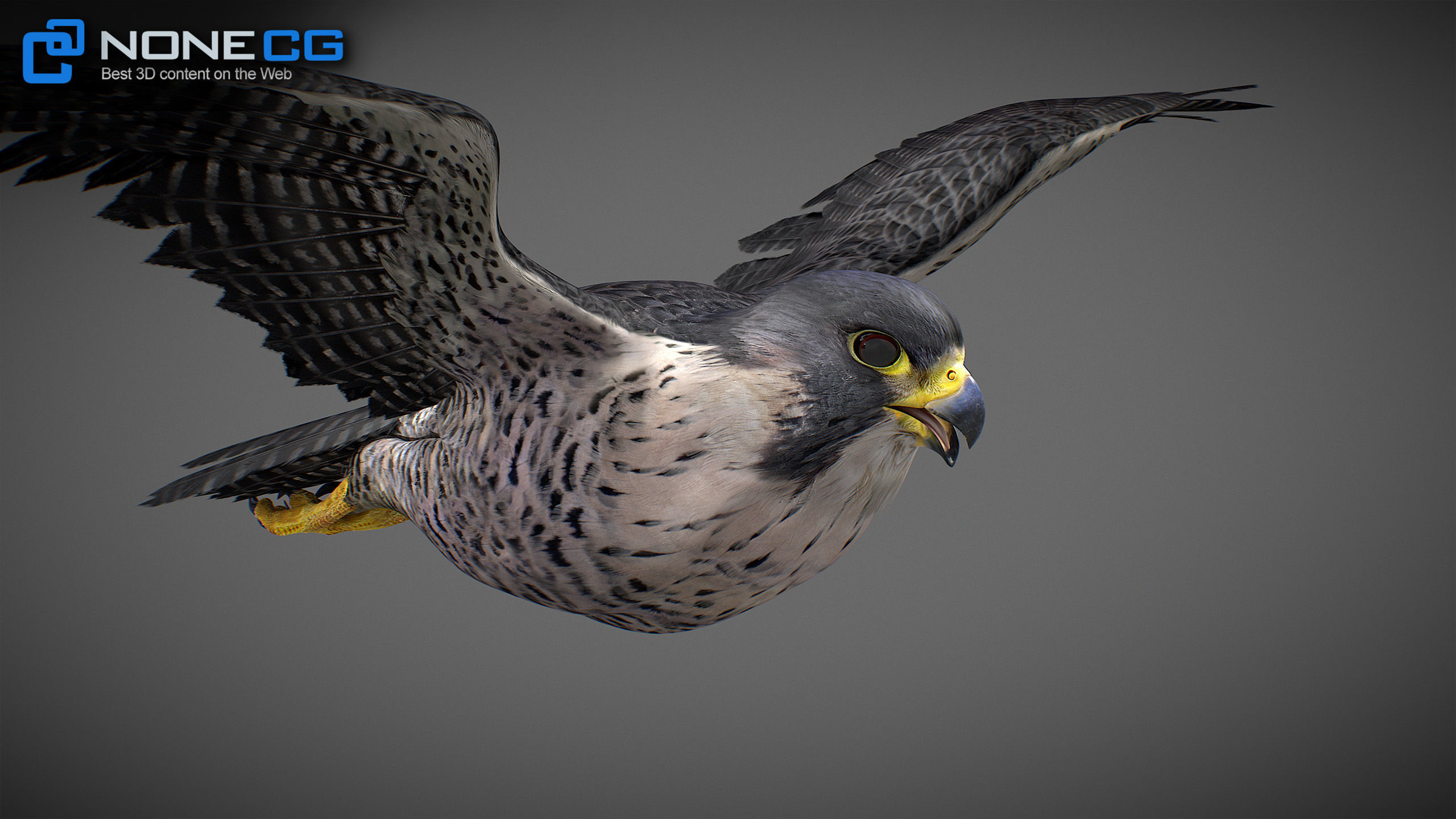 Animated Falcon 3d Model Animated Rigged Cgtrader