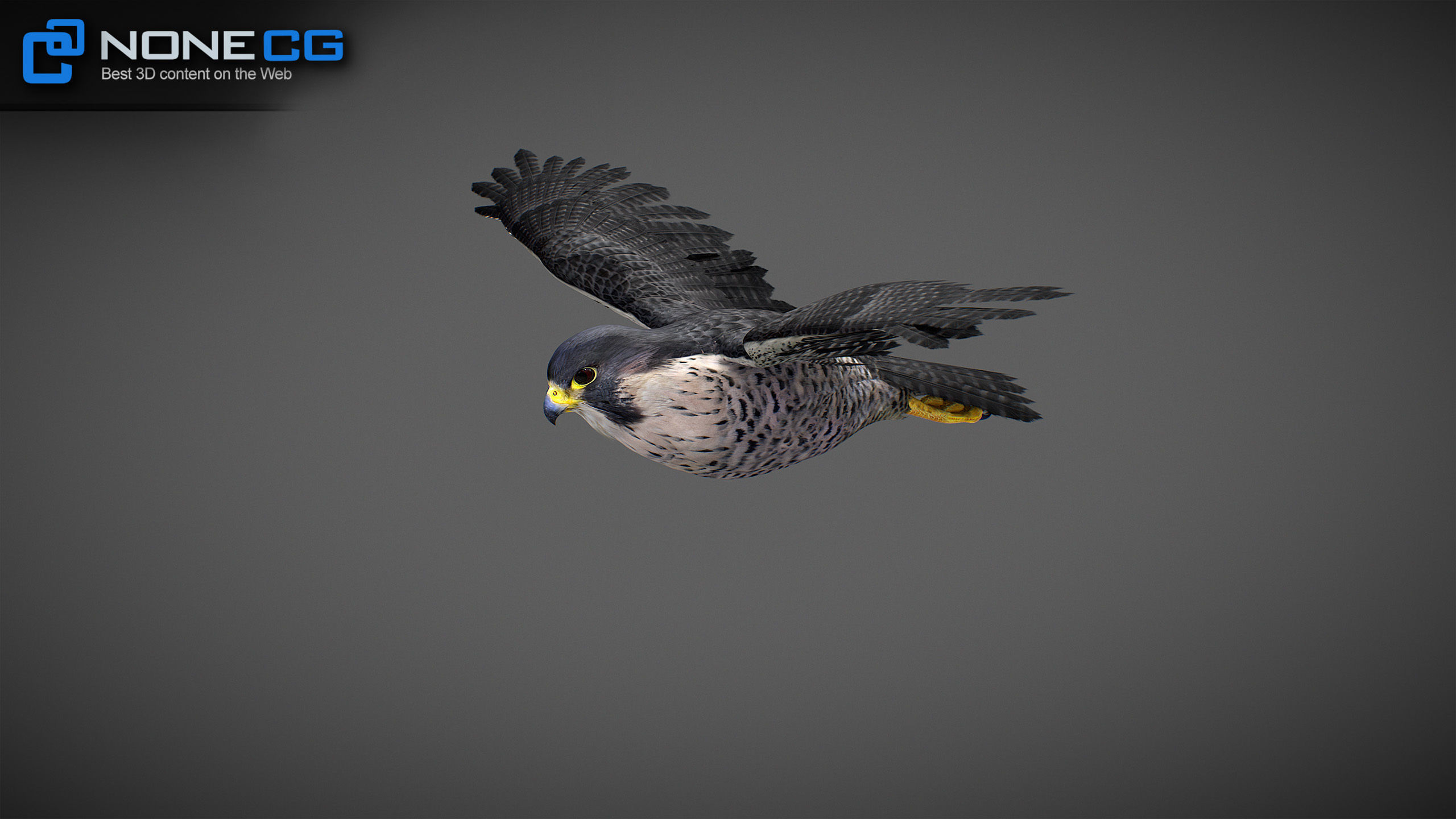 Animated Falcon 3D model animated rigged | CGTrader