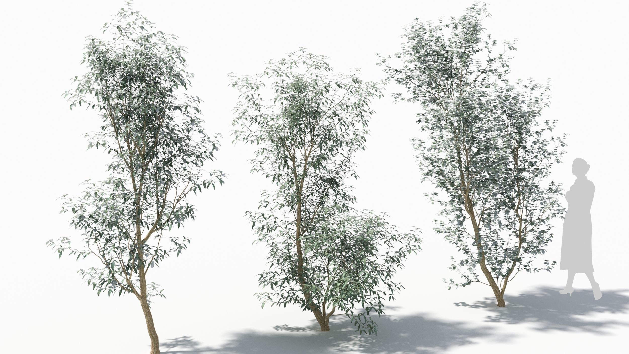 Eucalyptus tree 3D model | CGTrader