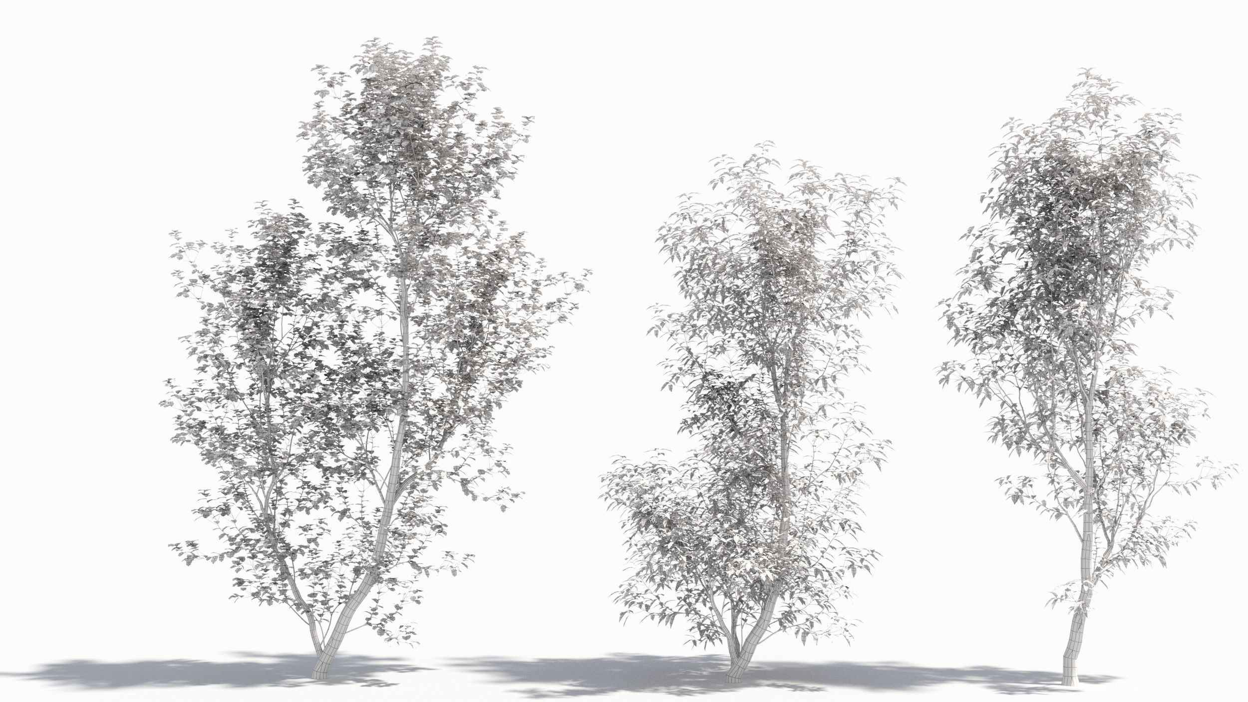 Eucalyptus tree 3D model | CGTrader