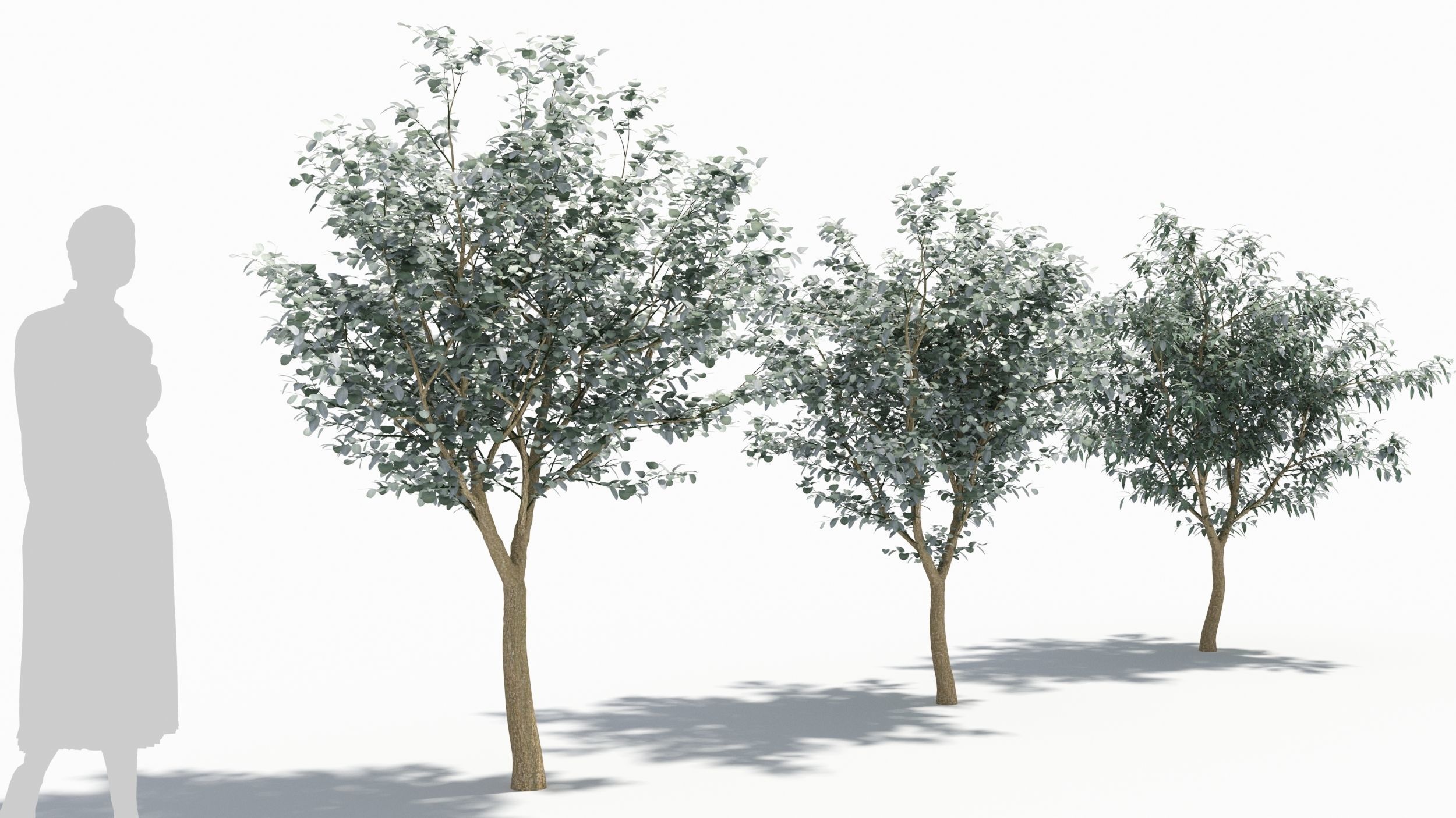 Eucalyptus tree 3D model | CGTrader