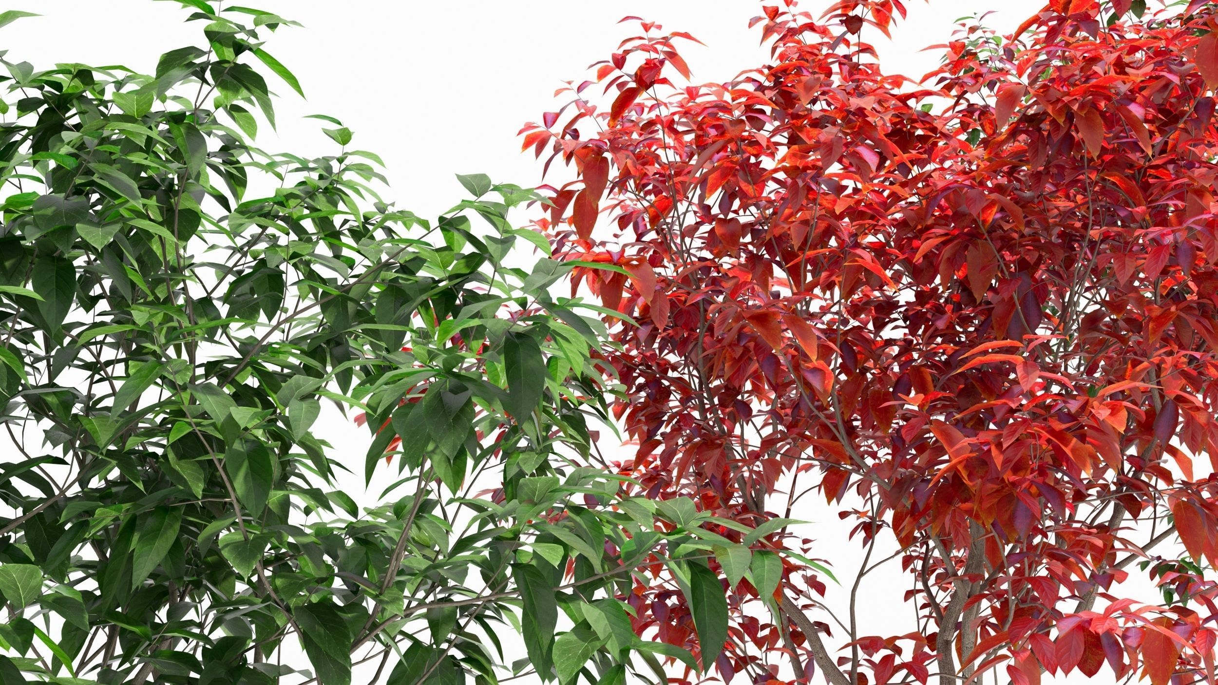 Nyssa tree 3D model | CGTrader