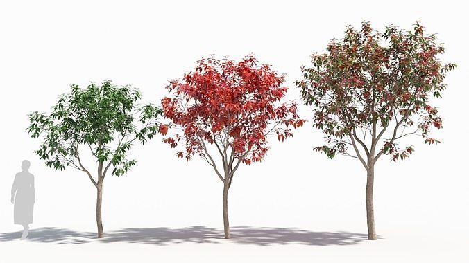 Nyssa tree 3D model | CGTrader