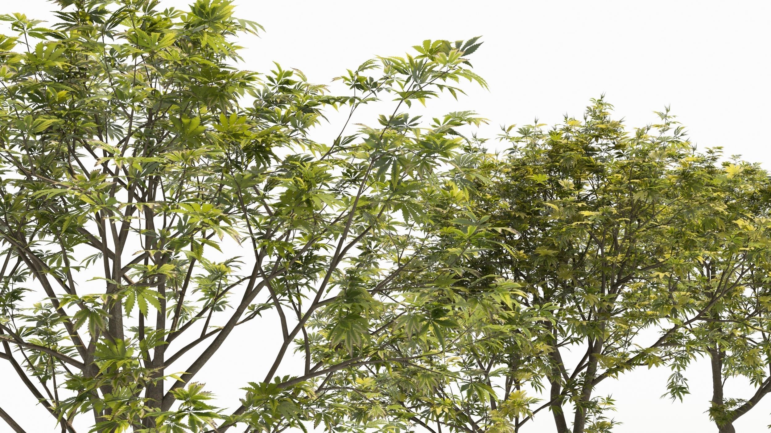 Acer palmatum 3D model | CGTrader