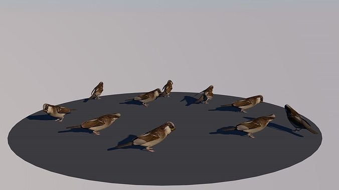 3D model Sparrow Flock Animation VR / AR / low-poly | CGTrader