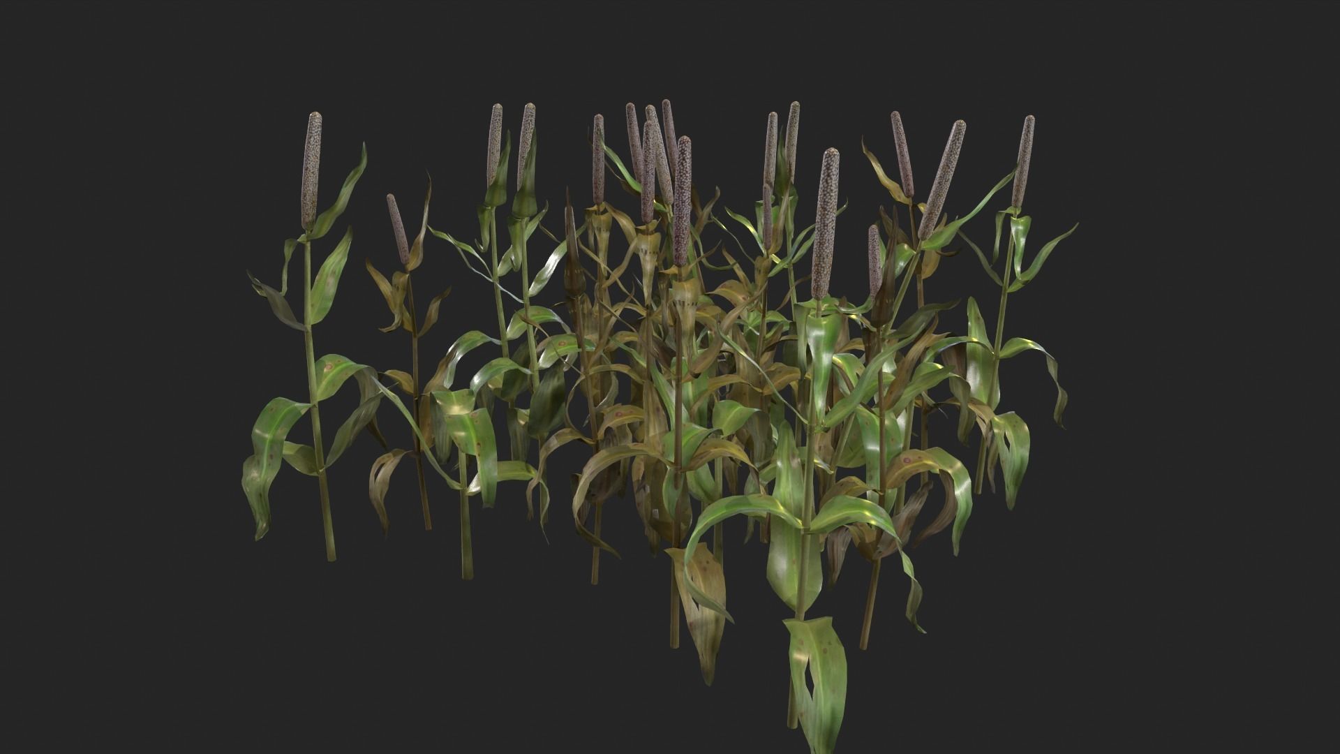 3D model Bajra Crops With LODs and Pbr Game and Metaverse Ready VR / AR ...