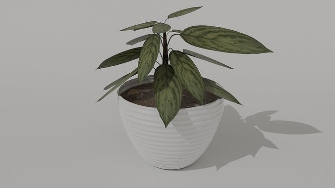 Plant Pol 3D model | CGTrader
