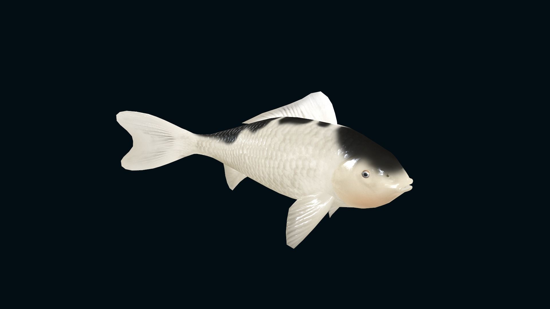 3D model animated carp fish koi VR / AR / low-poly | CGTrader