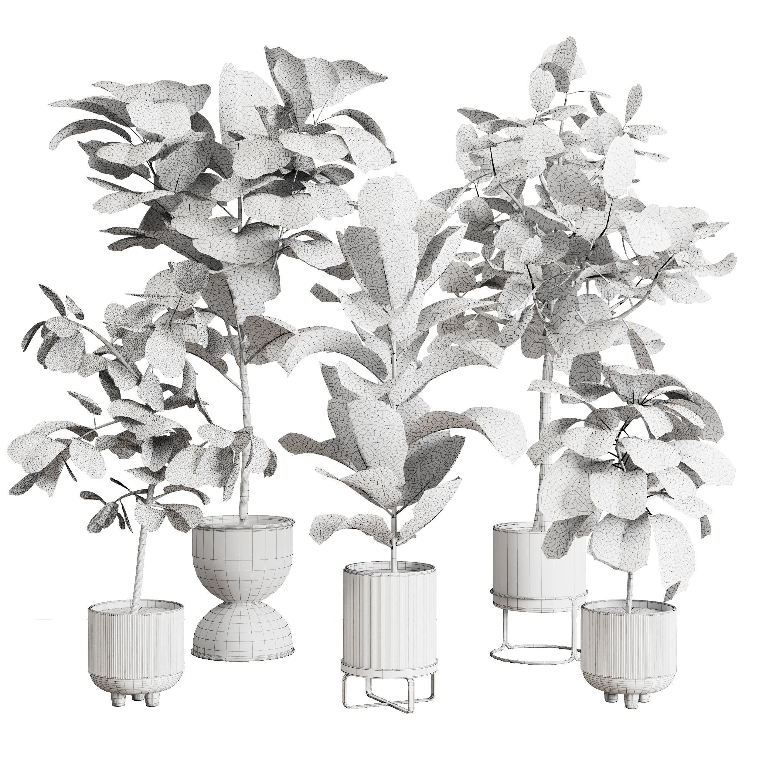 3D model Ficus Lyrata plants - indoor plant set 350 in a concrete pot ...