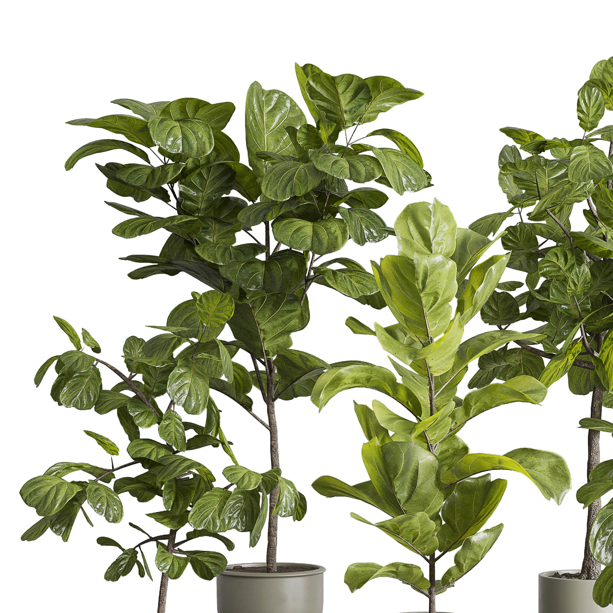 3D model Ficus Lyrata plants - indoor plant set 350 in a concrete pot ...