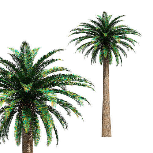 3D model Tree Phoenix VR / AR / low-poly | CGTrader