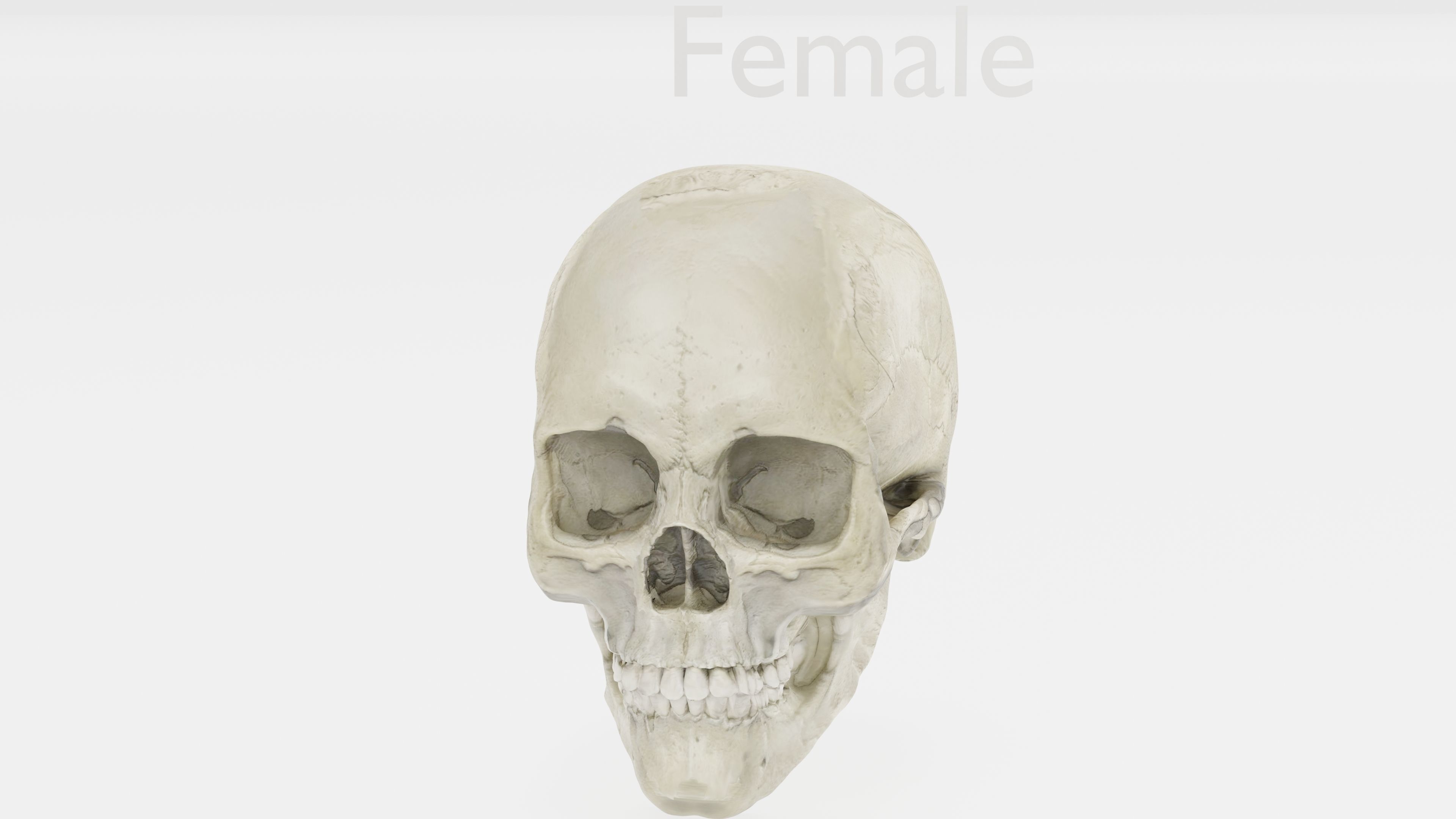 male and female skull free 3D model | CGTrader
