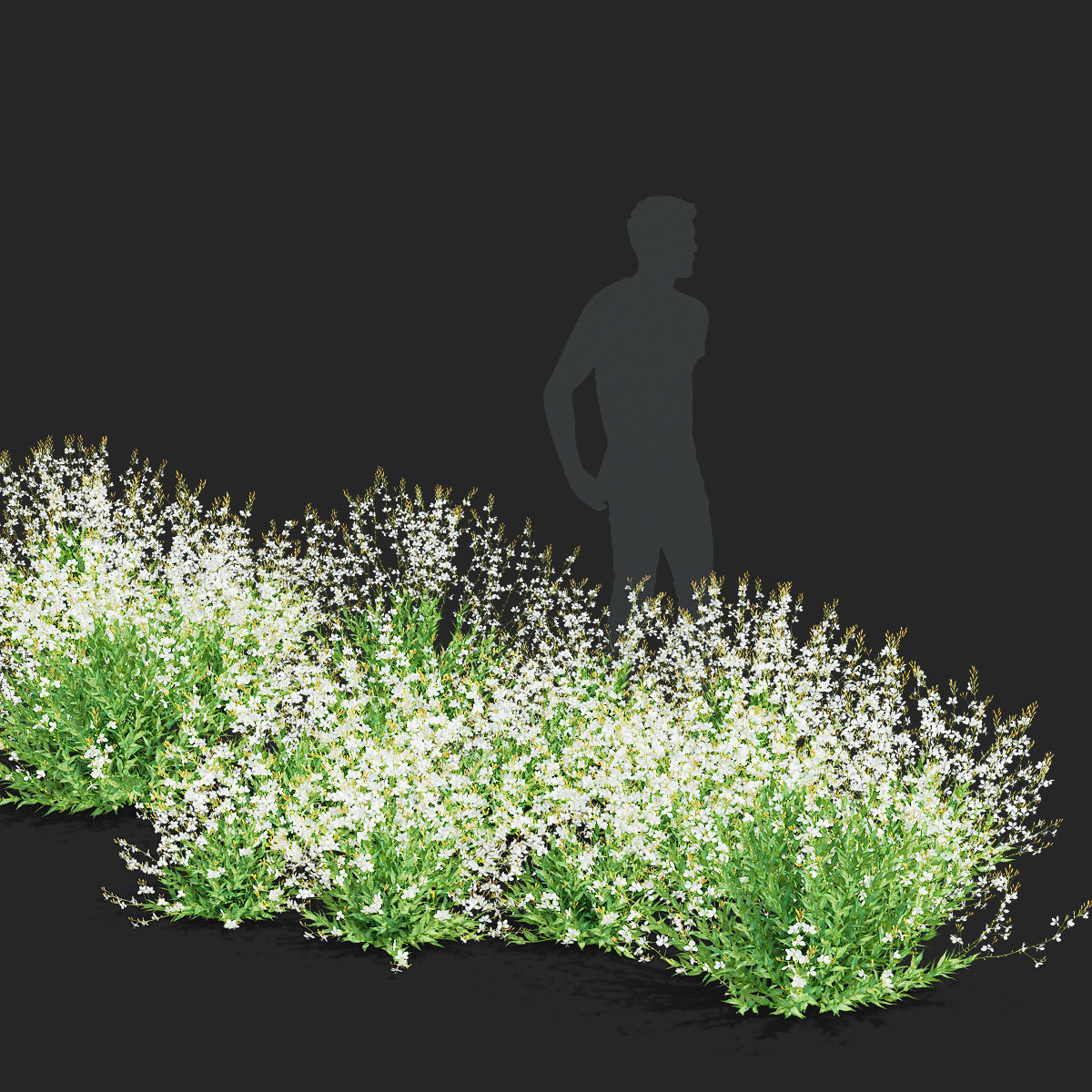 Gaura lindheimeri flower 3D model | CGTrader
